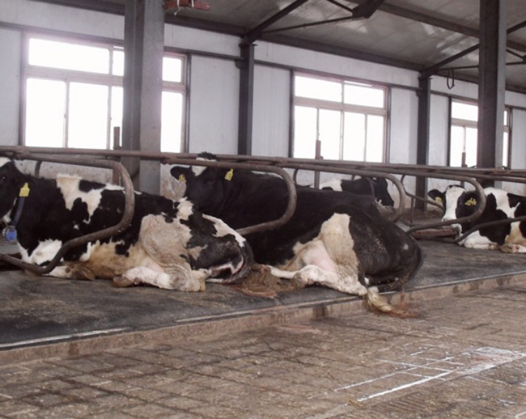 Comfort Cow Bed Long Line Cubicle Mattress Rubber Cover With ...