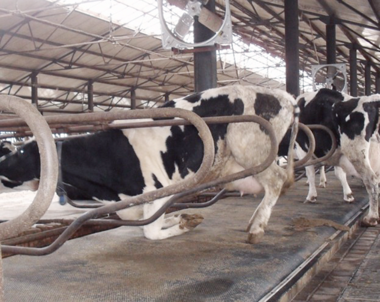 Comfort Cow Bed Long Line Cubicle Mattress Rubber Cover With ...