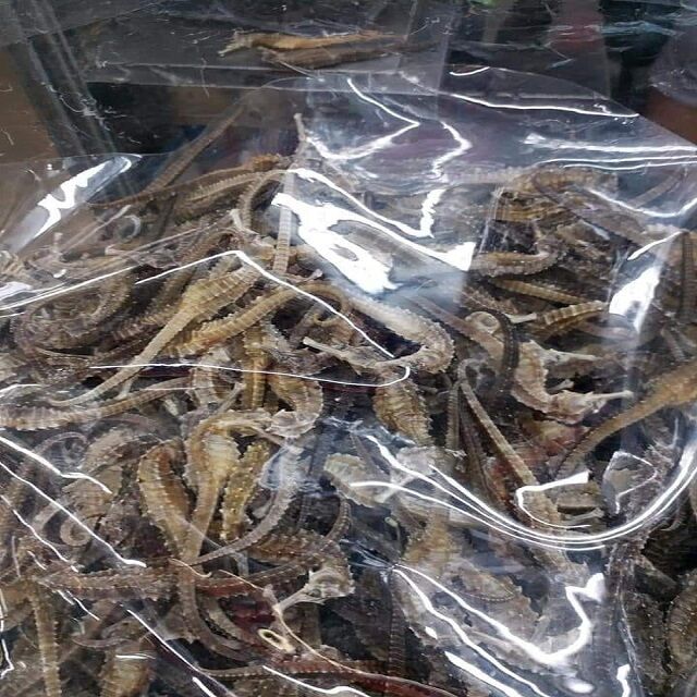 Achetez en gros Acheter Hippocampe Séché De Qualité Supérieure, Royaume ...