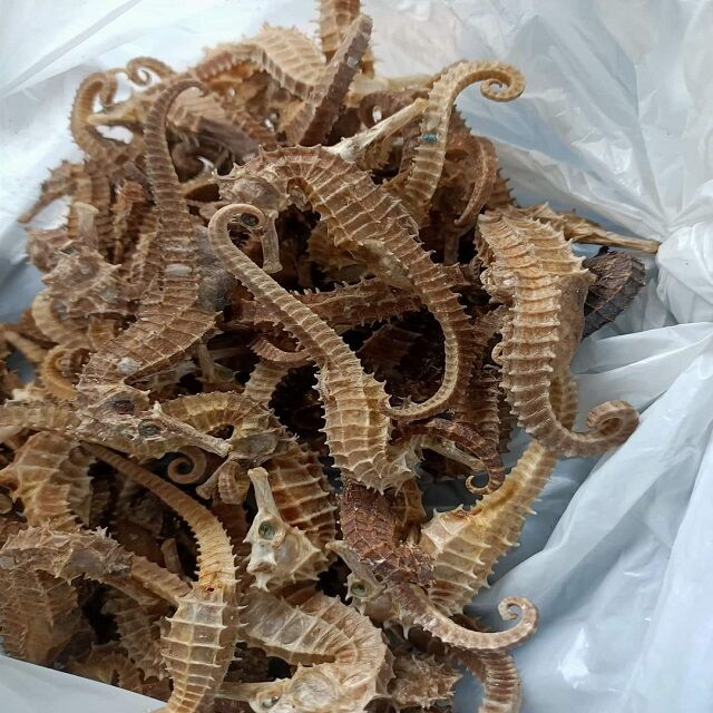 Achetez en gros Acheter Hippocampe Séché De Qualité Supérieure, Royaume ...