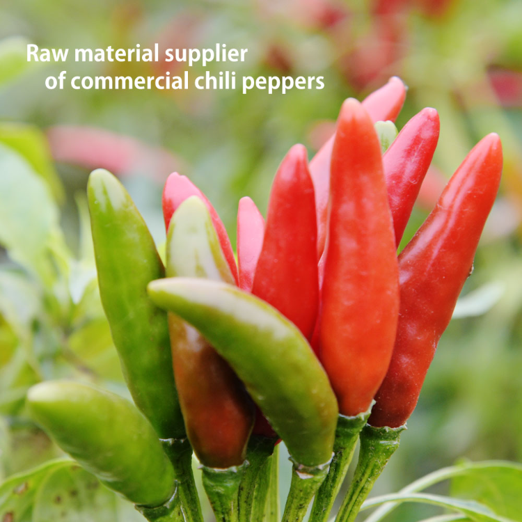 Bulk Buy Japan Wholesale Spray Export Spices Commercial Red Chilli ...