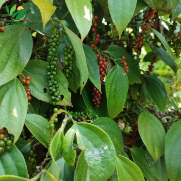 Buy Vietnam Wholesale White Pepper Excellent Quality And Flavor White ...