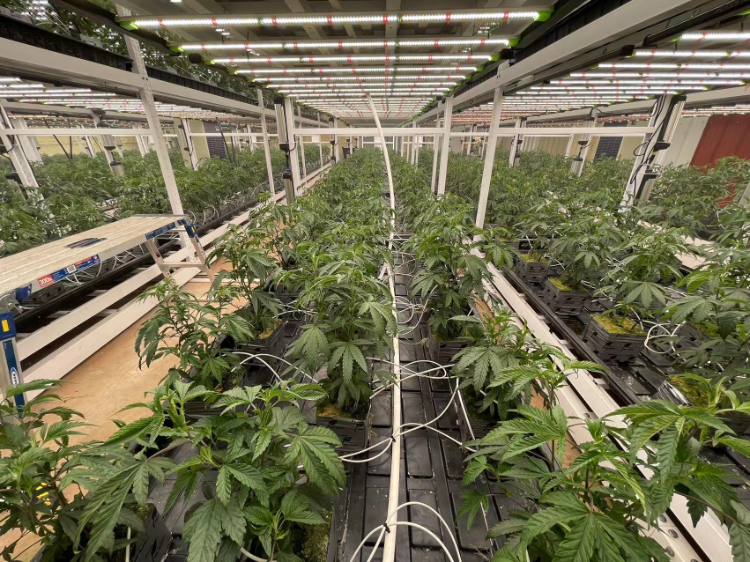 Buy Wholesale China Mobile Shelf Grow Racks Plant Cultivation Table ...