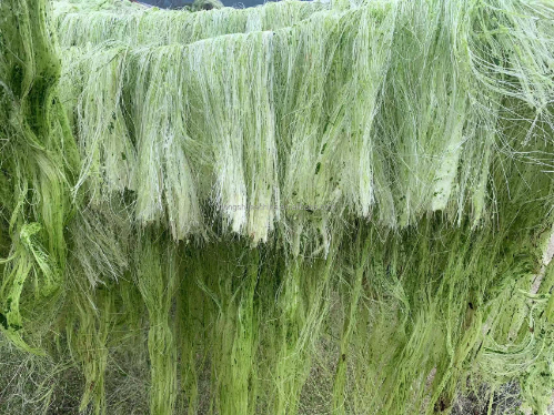 Semi Automatic Sisal Fiber Brushing Machine / Banana Stem Fiber ...