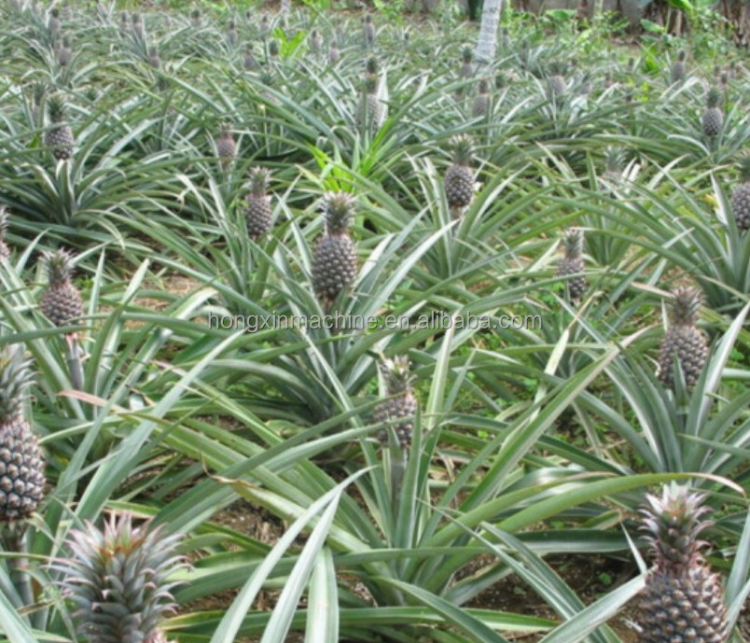 Buy Wholesale China Hot Sell Decorticated Of Pineapple Fibers Machine ...