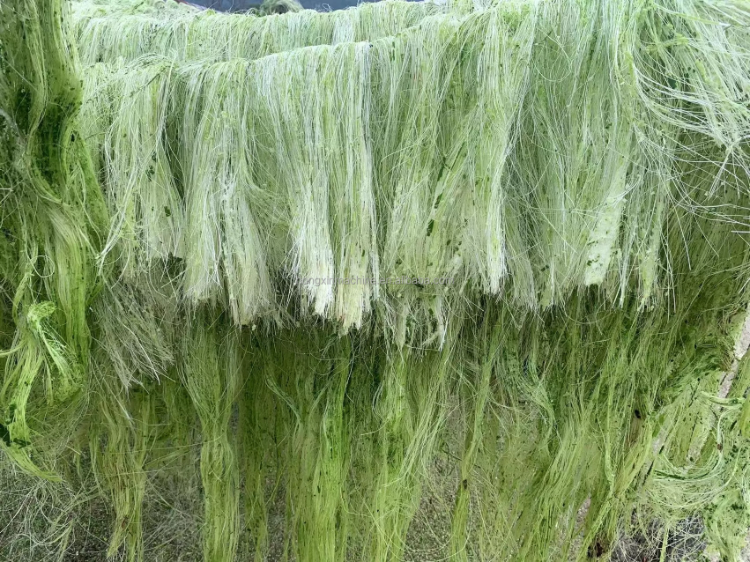 Buy Wholesale China Hot Sell Decorticated Of Pineapple Fibers Machine ...