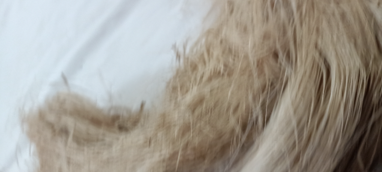 Buy Wholesale British Indian Ocean Territory Natural Combed Banana ...