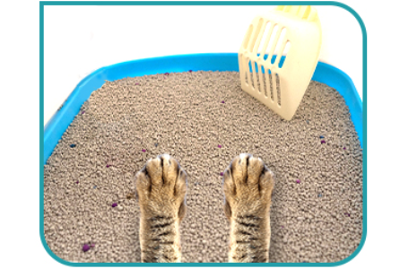 Professional Cat Litter Manufacturing Bentonite Cat Litter Raw Ore Best ...