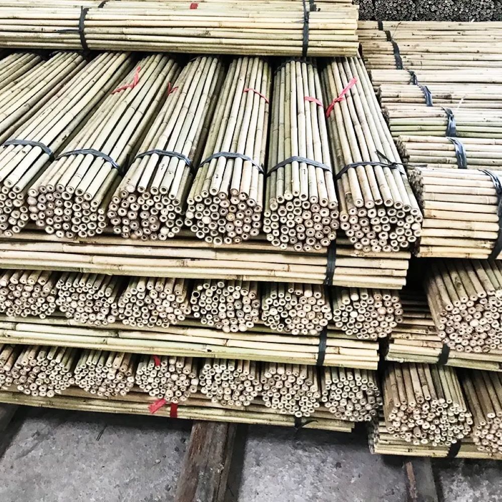 Eco-friendly Bamboo Plant Support Tonkin Cane For Agriculture - Buy ...
