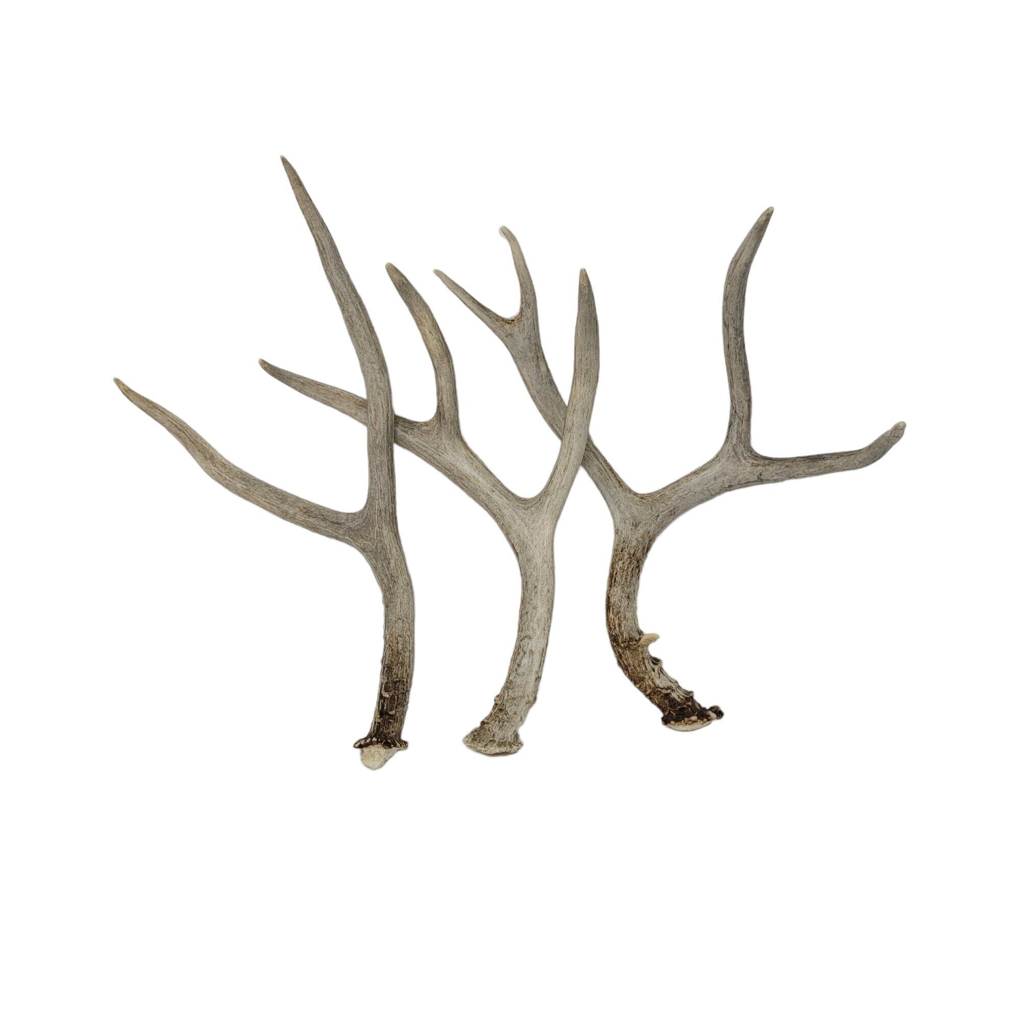 Red Deer Antlers Sale - Premium Quality Red Deer Antlers - Buy United ...