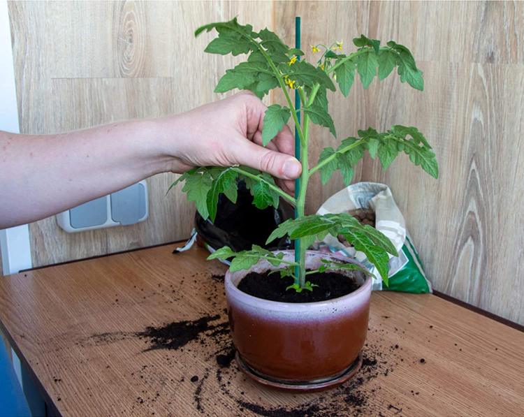 Wholesale High Quality Bamboo Sticks For Garden Support The Plants With ...