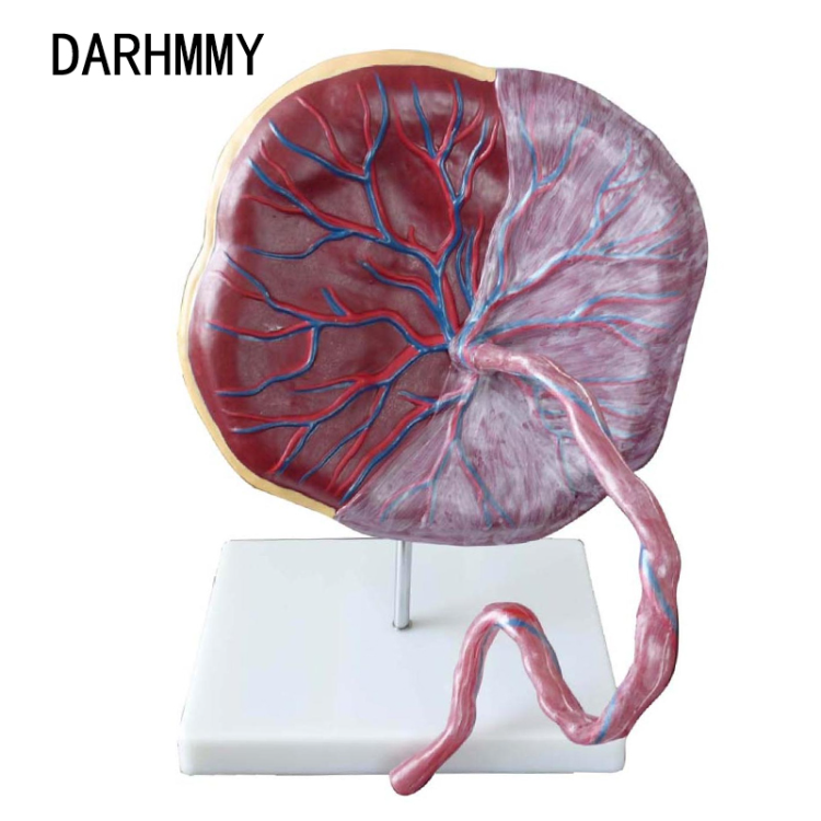Bulk Buy China Wholesale Darhmmy Infant Baby Placenta Model Anatomy ...