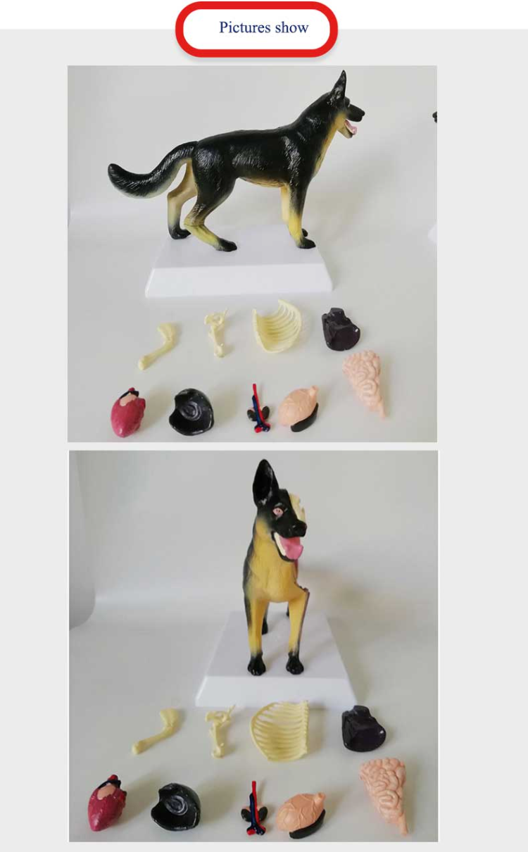 Dog Anatomical Model, Internal Organs Can Be Disassembled For Teaching ...