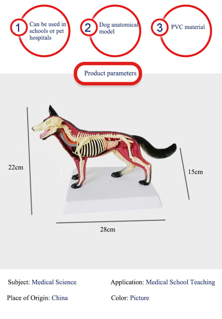 Dog Anatomical Model, Internal Organs Can Be Disassembled For Teaching ...