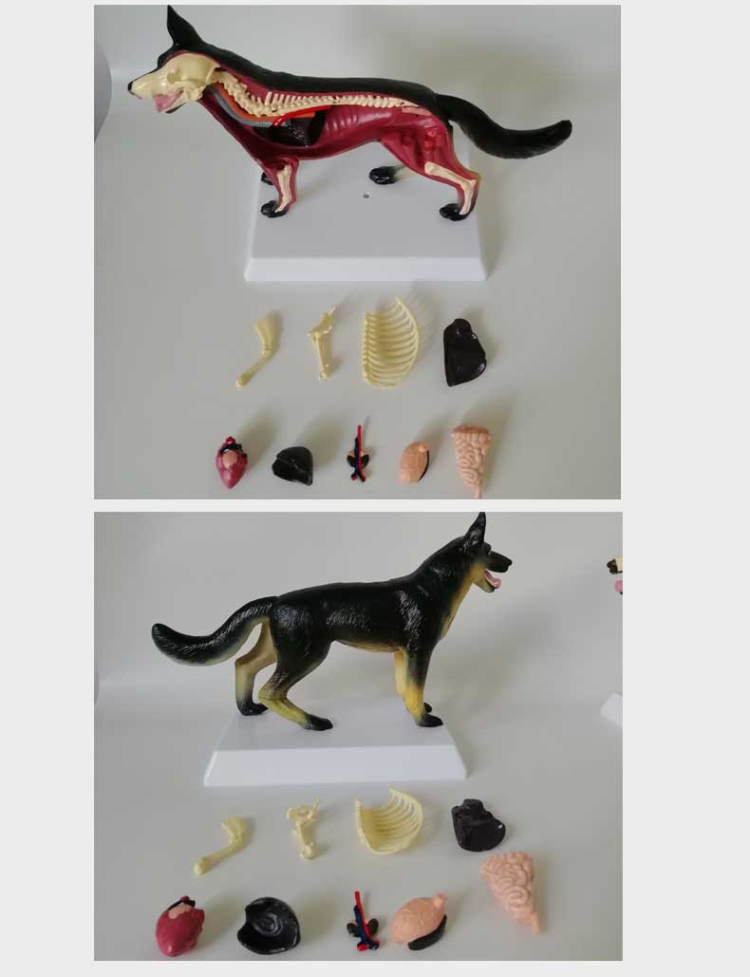 Dog Anatomical Model, Internal Organs Can Be Disassembled For Teaching ...