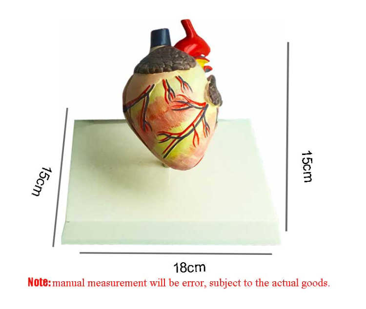 Buy Wholesale China Cardiac Anatomy Model For Pet Medicine Teaching ...