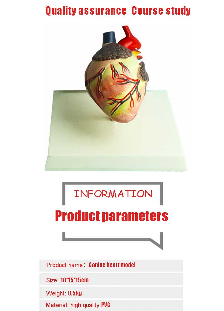 Buy Wholesale China Cardiac Anatomy Model For Pet Medicine Teaching ...