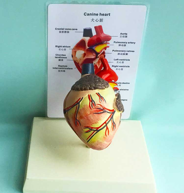 Buy Wholesale China Cardiac Anatomy Model For Pet Medicine Teaching ...