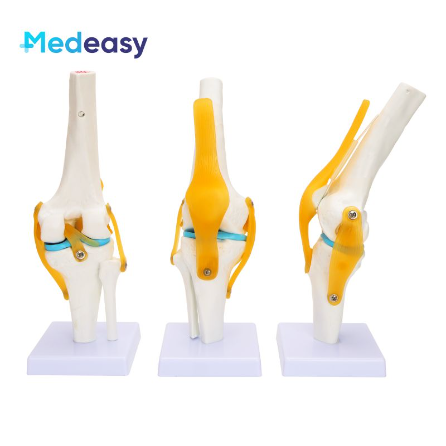 Human Anatomical Knee Joint Model - Explore China Wholesale Knee Joint ...