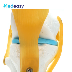 Human Anatomical Knee Joint Model - Explore China Wholesale Knee Joint ...