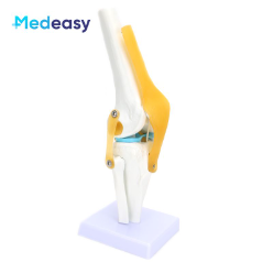 Human Anatomical Knee Joint Model - Explore China Wholesale Knee Joint ...