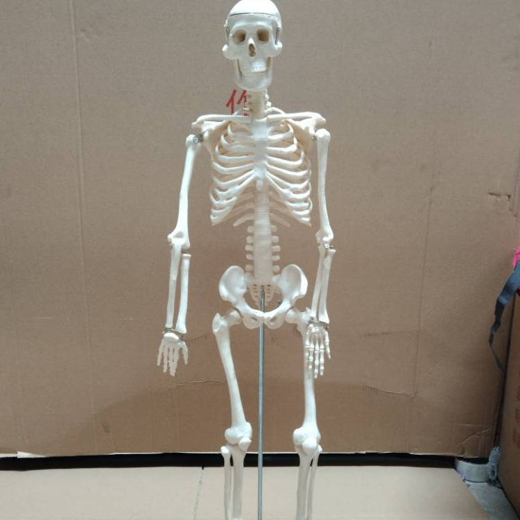 Bulk Buy China Wholesale 85cm Human Skeleton Model Human Skeleton Model ...