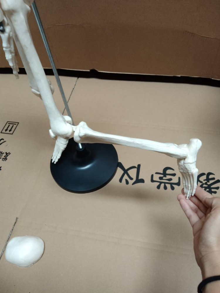 Bulk Buy China Wholesale 85cm Human Skeleton Model Human Skeleton Model ...
