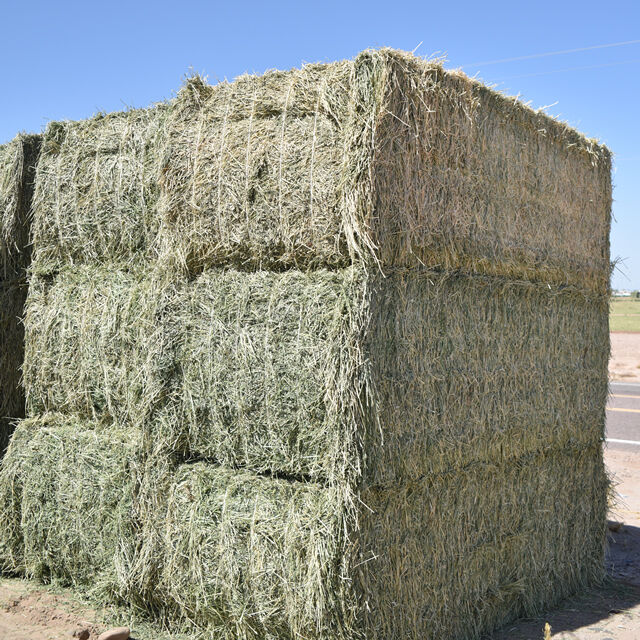 Buy Wholesale United States Alfalfa Hay / Timothy Alfalfa Hay / Rhode ...
