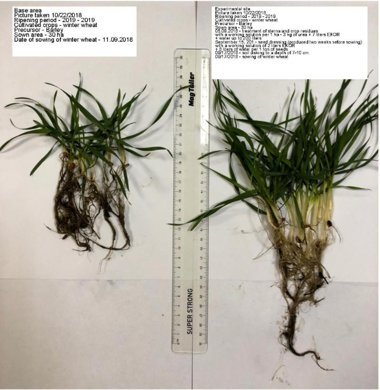 Buy Wholesale Russian Federation Ekor Fertilizer For Corn Potassium ...