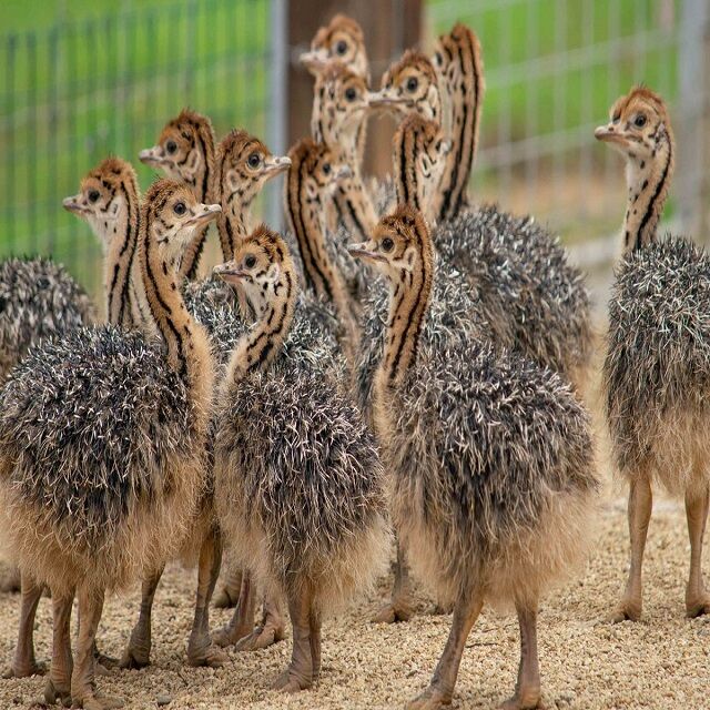 Buy Wholesale United States Small Chiks Ostrich Chicks Brown & Ostrich ...