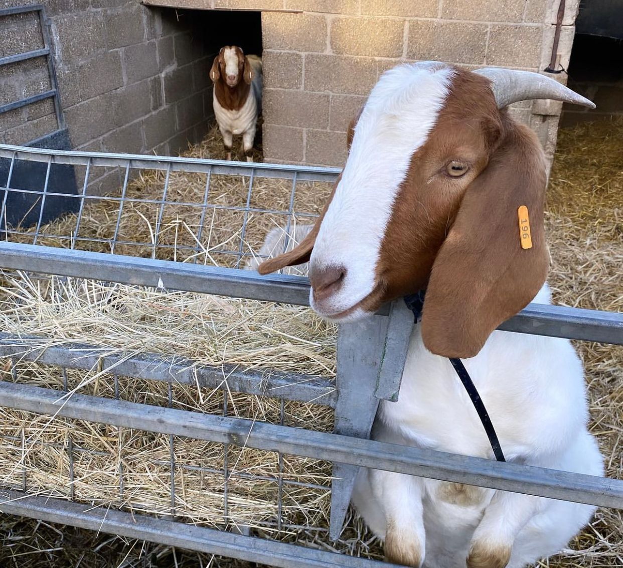 Buy Wholesale South Africa 100% Full Breed Live Boer Goat And Milking Boer Goat For Sale & Boer ...