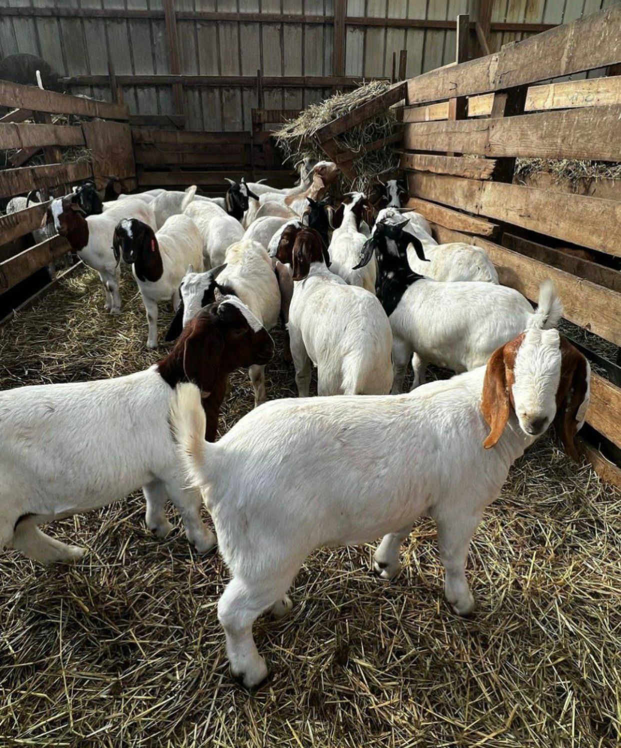 Buy Wholesale South Africa 100% Full Breed Live Boer Goat And Milking Boer Goat For Sale & Boer ...