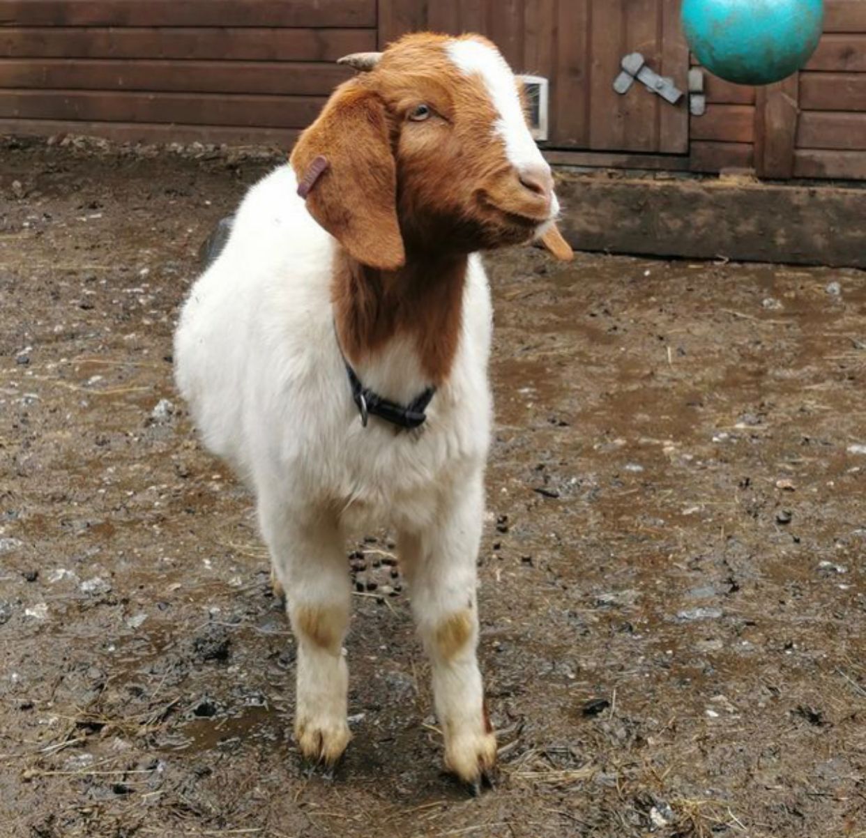 Buy Wholesale South Africa 100% Full Breed Live Boer Goat And Milking Boer Goat For Sale & Boer ...