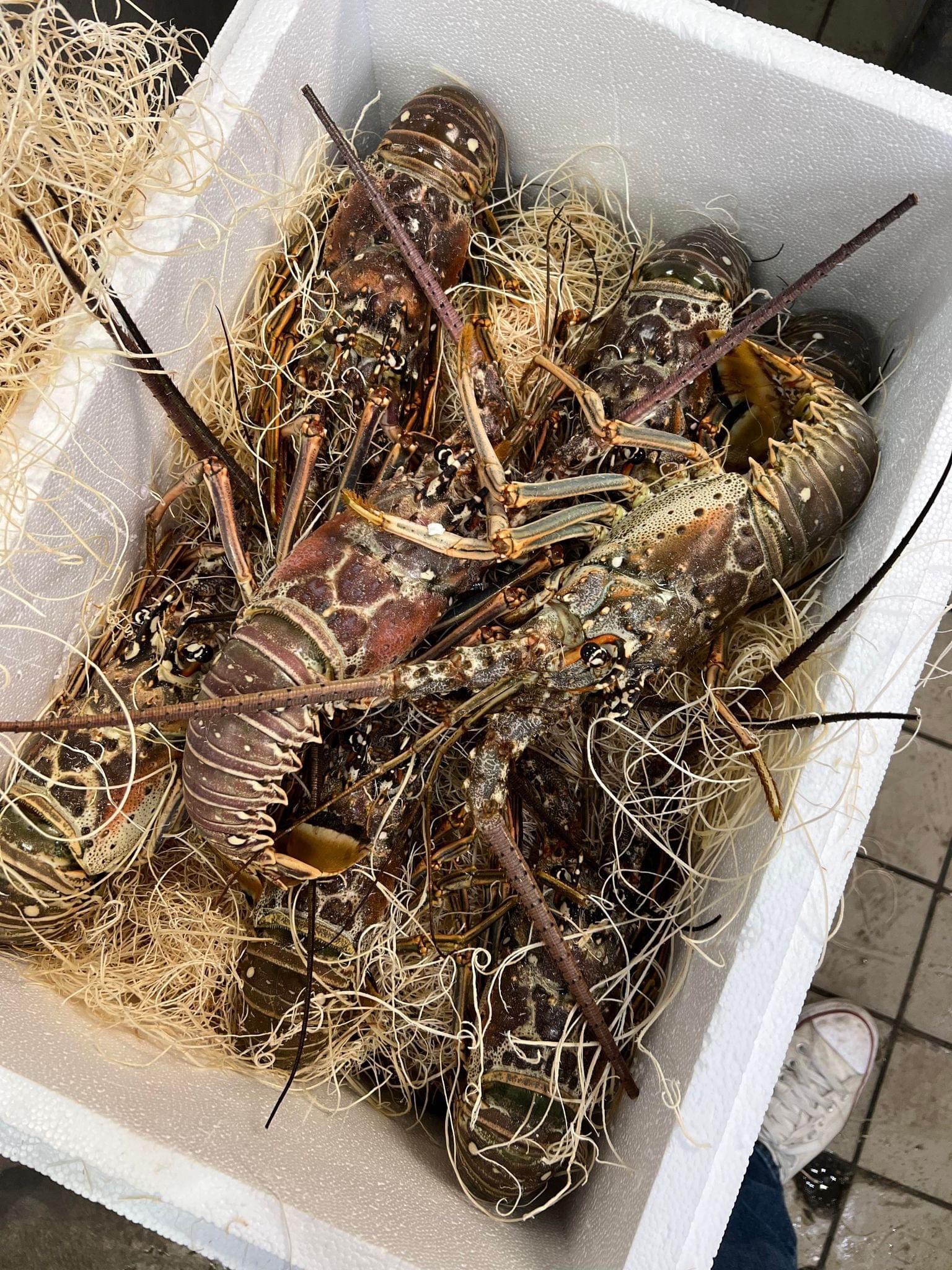 Buy Wholesale South Africa Fresh Live Lobster | Wholesale Live Canadian ...