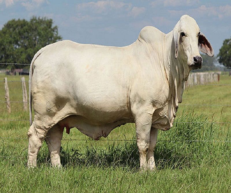 Buy Wholesale United Kingdom Brahman Cows, Holstein Cows, Nguni Cows ...