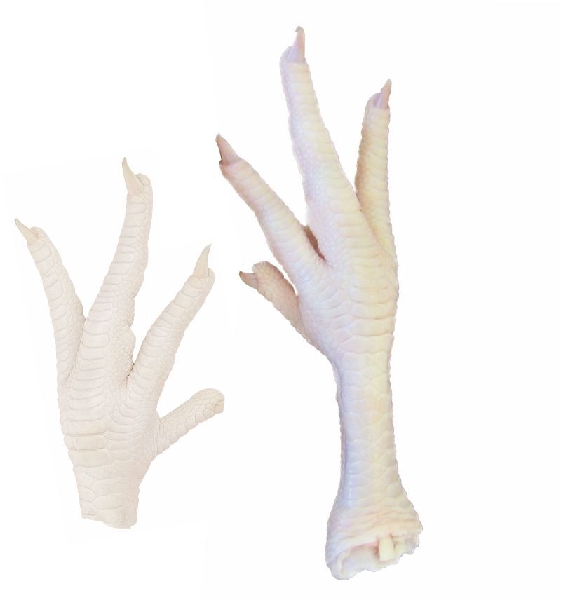 Wholesale Halal Frozen Chicken Feet/ Chicken Paws/ Chicken Leg Quarter ...