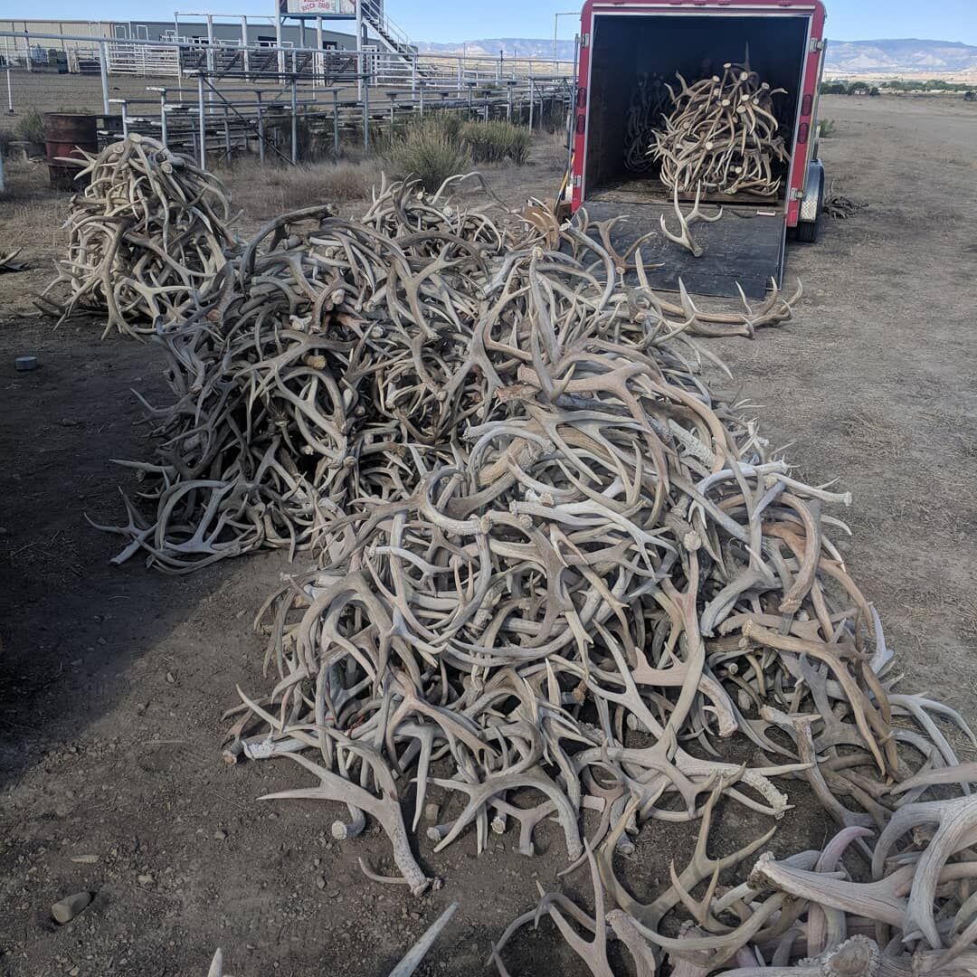 Best Grade Red Deer Antlers, Red Deer Antlers Horns. - Expore Canada ...