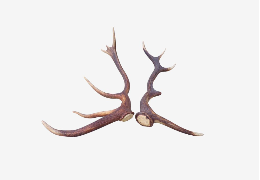 Best Grade Red Deer Antlers, Red Deer Antlers Horns., High Quality Deer ...