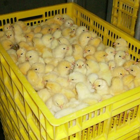 Buy Wholesale Canada A Type Automatic Poultry Farm Baby Chick Brooder ...