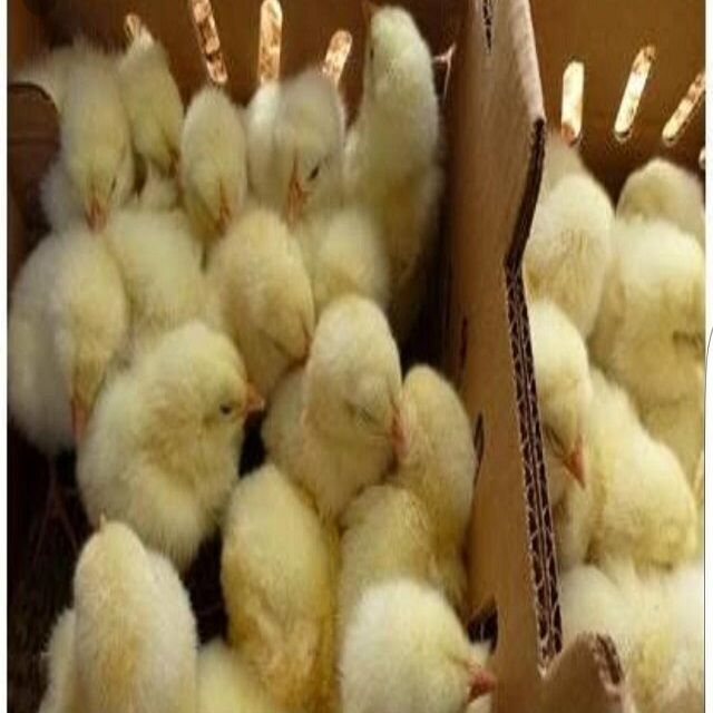 Buy Wholesale Canada Original Quality 1 Day Old Chick Wholesale Best ...