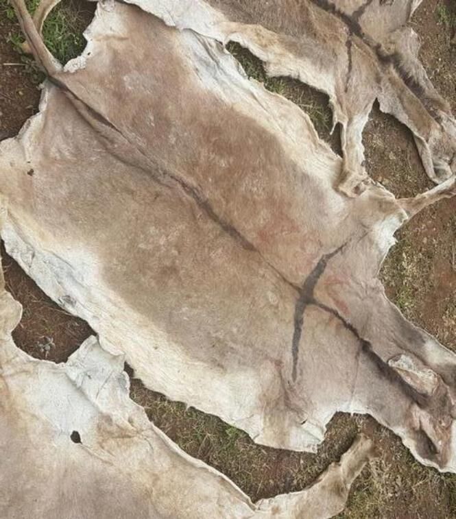 Buy Wholesale Canada Import Animal Hides(wet And Dry Salted Cow Hide ...