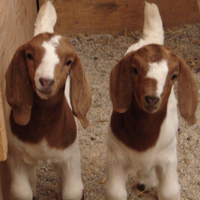 Buy Wholesale Canada Pure Breed Live Boer Goats / 100% Full Bloodline Boer Goats, / Live ...