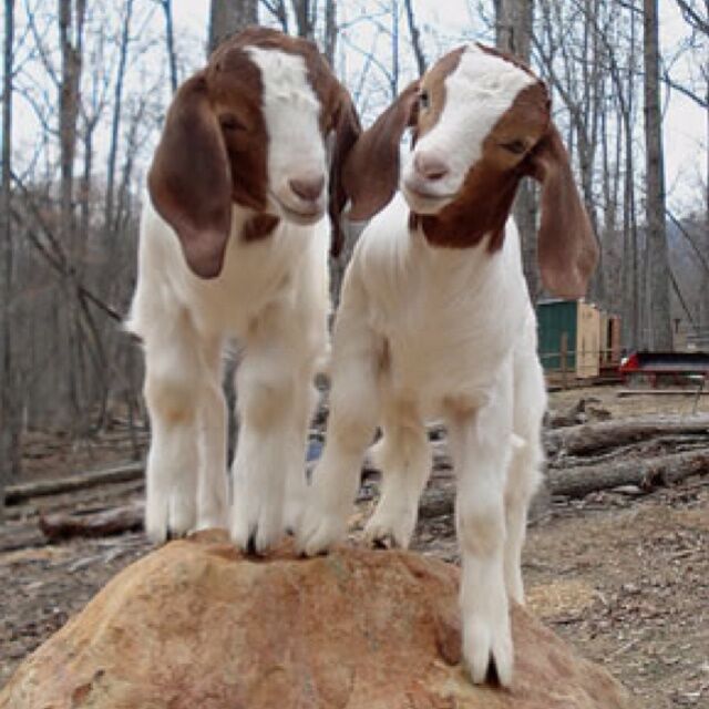 Buy Wholesale Canada Pure Breed Live Boer Goats / 100% Full Bloodline Boer Goats, / Live ...