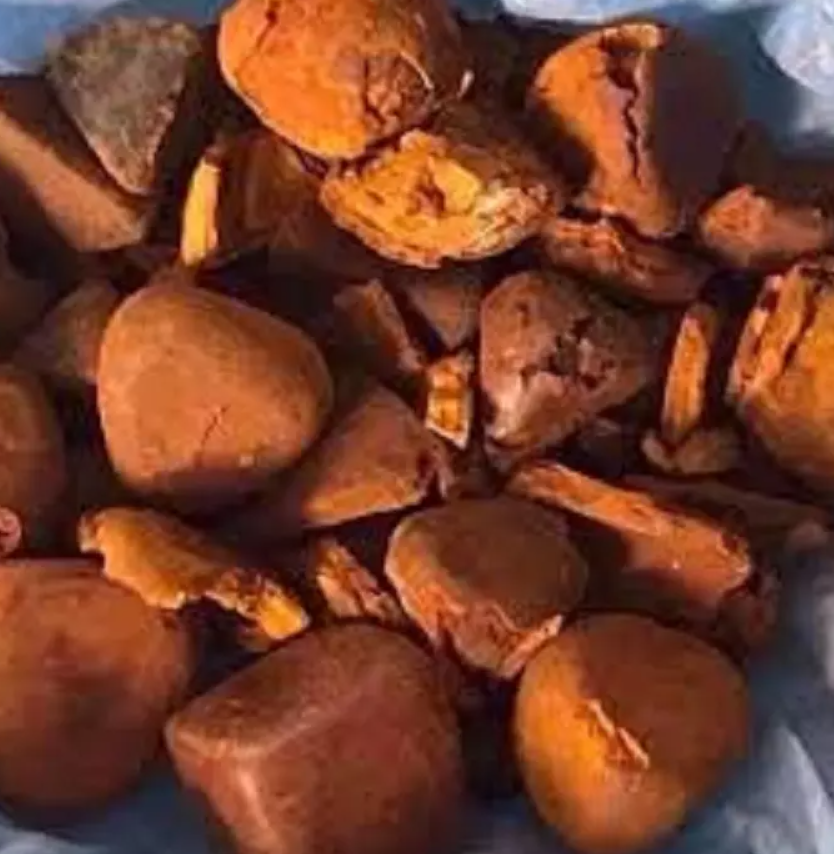 Buy Wholesale Canada Cow Ox Gallstones | Cattle Gallstones | Ox ...