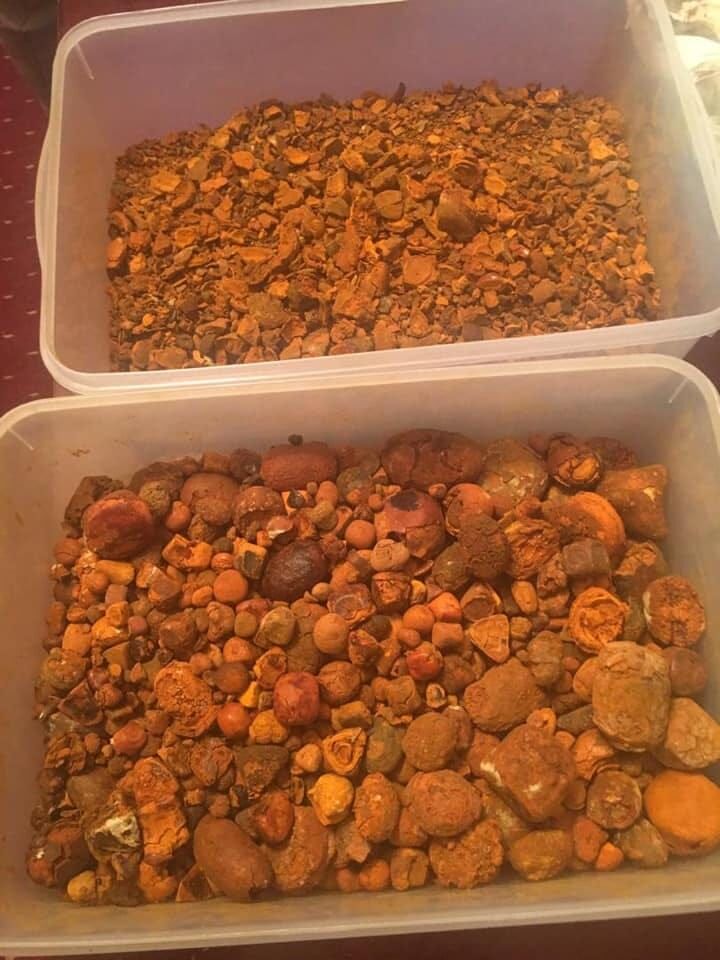 Buy Wholesale Canada Cow Ox Gallstones | Cattle Gallstones | Ox ...