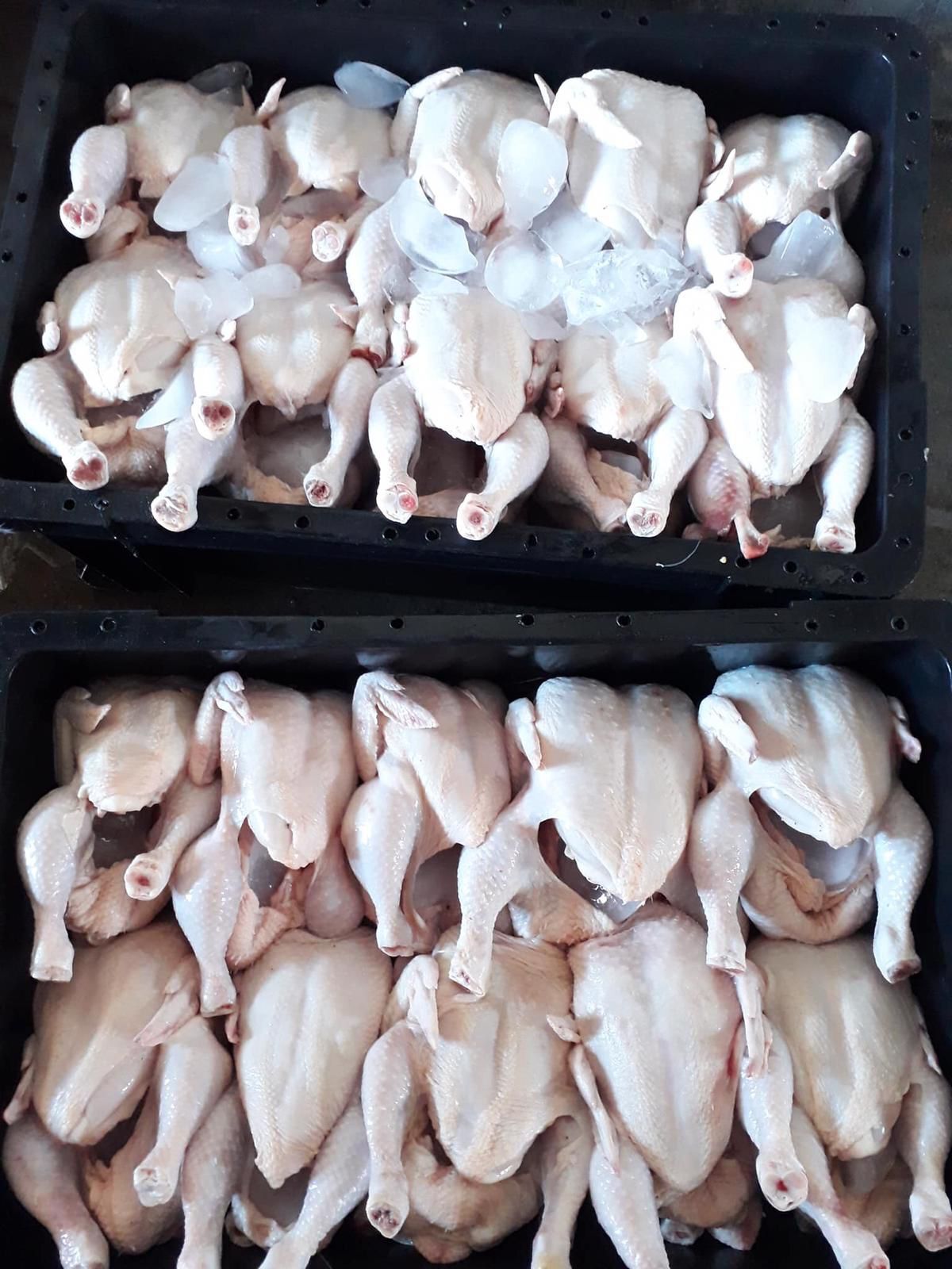 Buy Wholesale Canada Top Quality Halal Frozen Chicken Wings | Halal ...