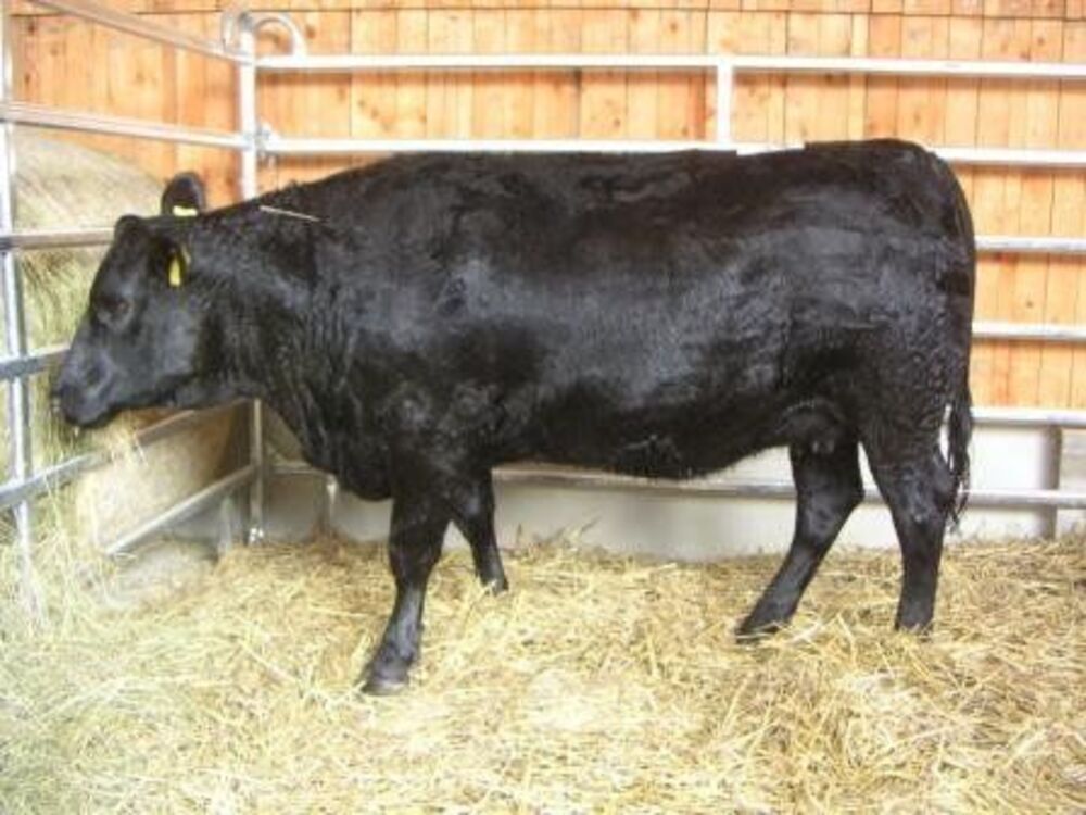 Buy Wholesale United Kingdom Healthy Live Dairy Cows, Pregnant Holstein ...