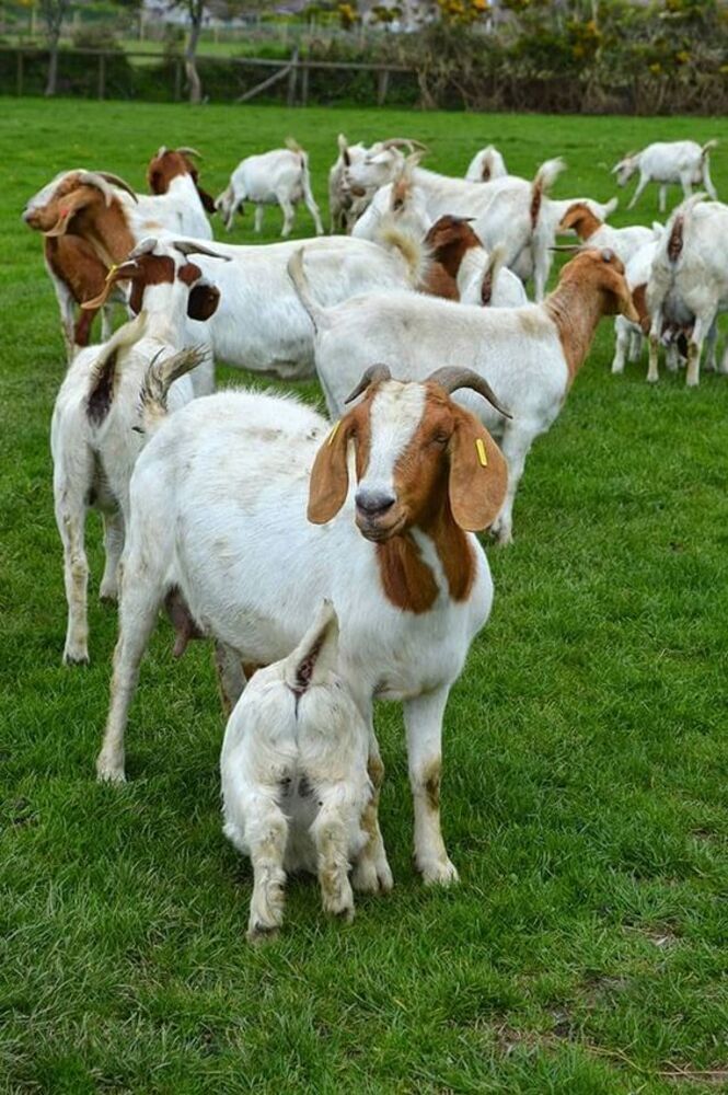 Boer Goats Full Blood Boer Goat Healthy Pregnant And Non-pregnant Boer ...