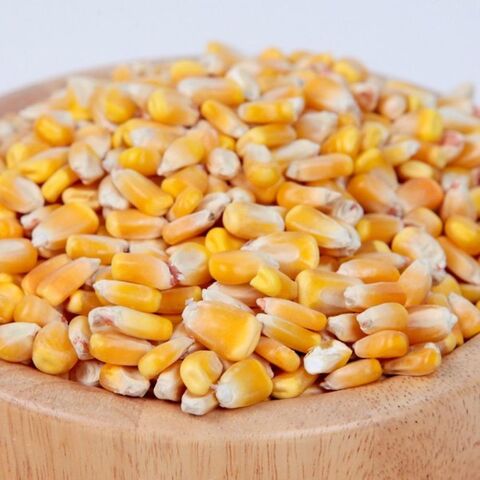Yellow Corn/ White Corn For Human Consumption Non Gmo Yellow Corn ...