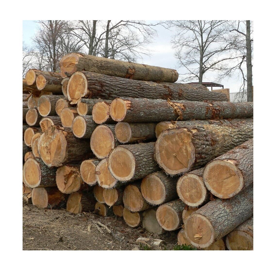 Buy Wholesale United States Cheap Wood Logs, Pine Wood Logs And Timber ...